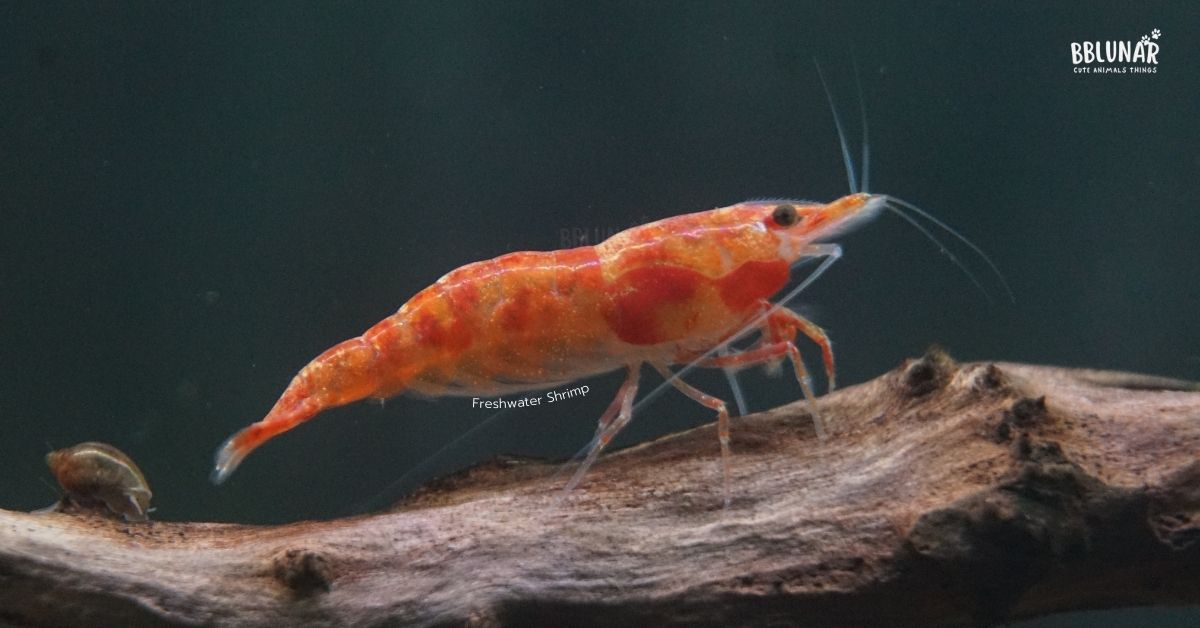 Exploring The Fascinating World Of Exotic Pet Aquariums - Cute Pets And ...